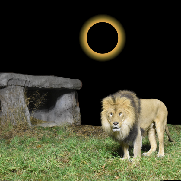 Total Eclipse of the Zoo | Akron Zoo