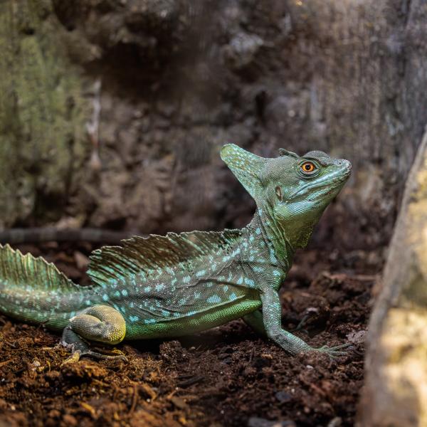 Green Crested Basilisk | Akron Zoo